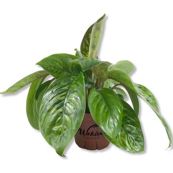 Wekiva Foliage Camouflage Homalomena-Live Plant in a 4 Inch Nursery Pot ...