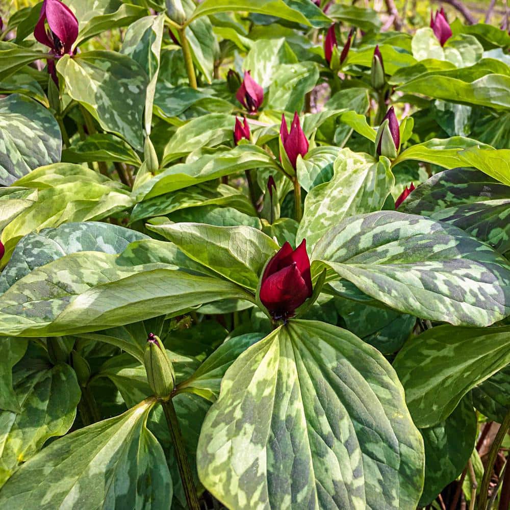 Spring Hill Nurseries Purple Flowering Prairie Trillium, Dormant Bare ...