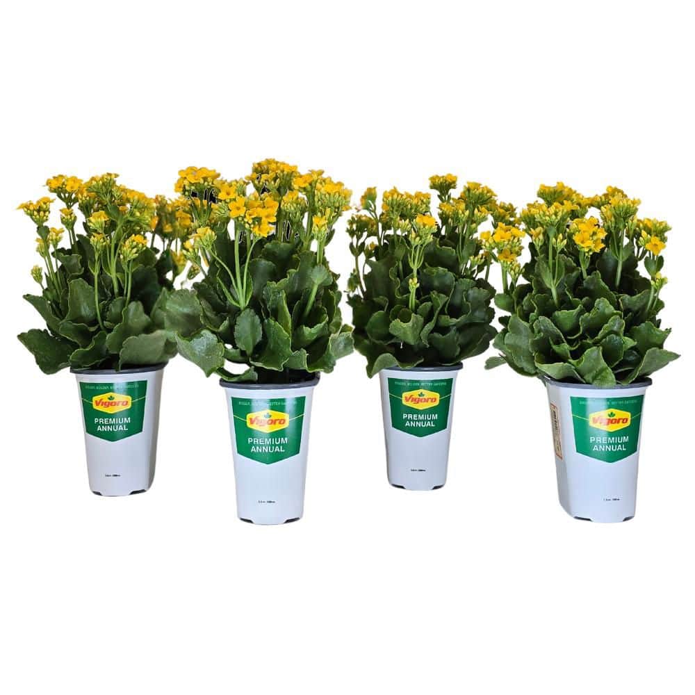 Vigoro 1 qt. Kalanchoe Live Plant With Yellow Flowers in 4.7 in ...