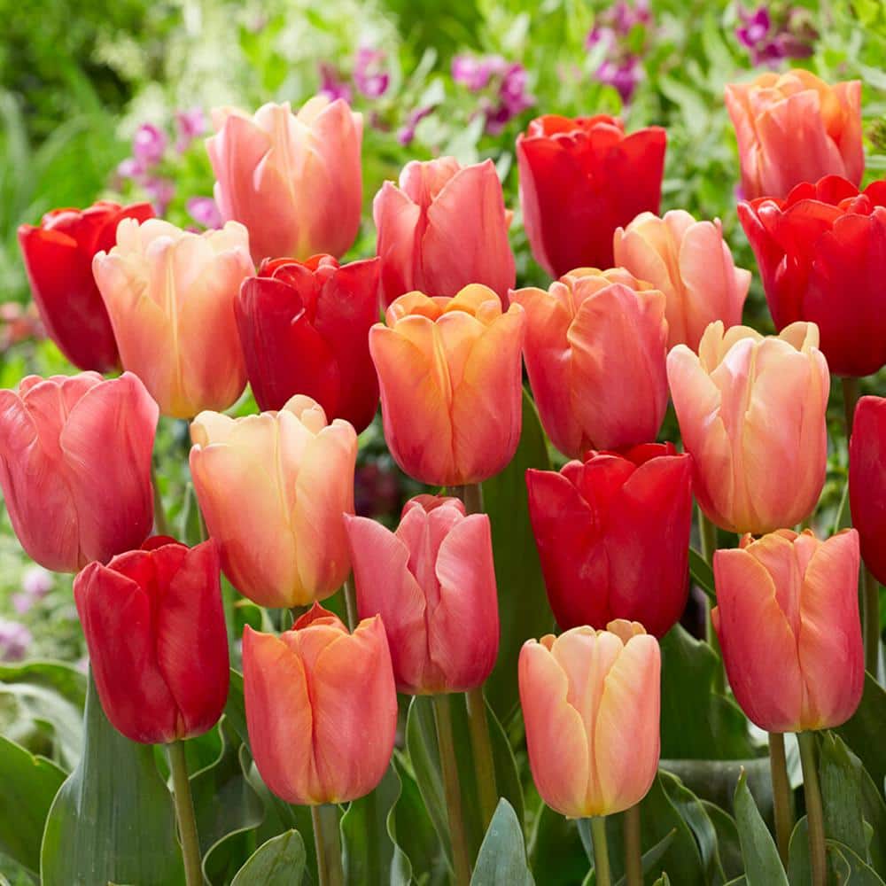 Garden State Bulb 12/Plus cm, Jimmy Mix Triumph Tulip Flower Bulbs (Bag of 50) ECF-76-50-02 ...