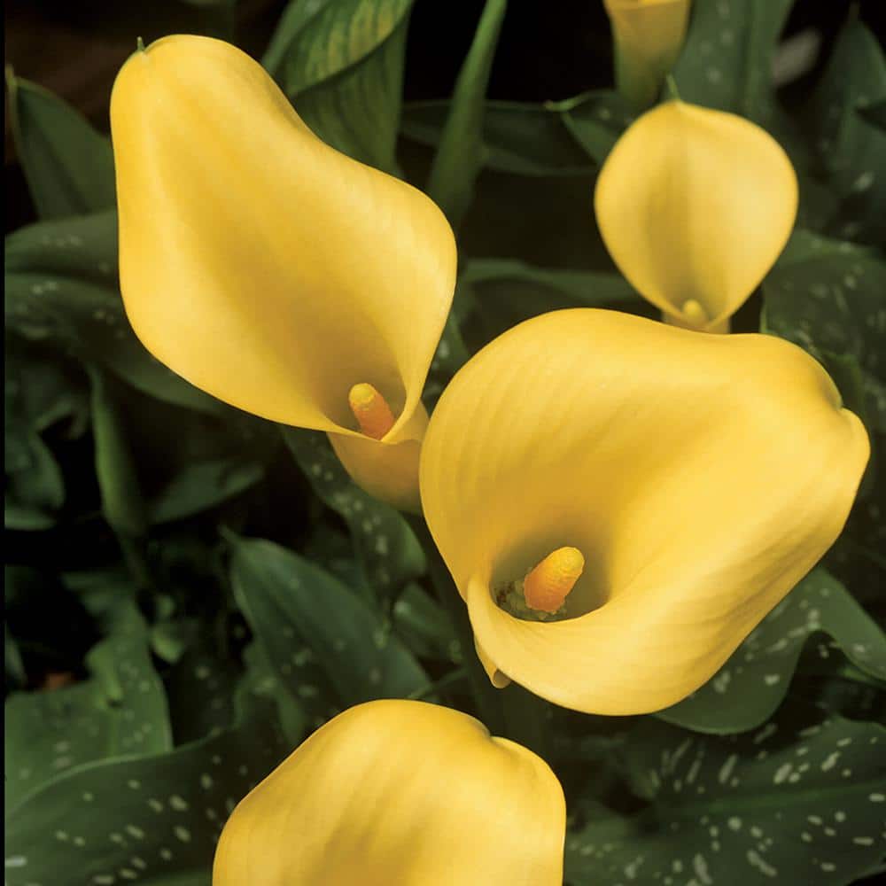 1 Gal. Yellow Calla Calypso Plant 91368 - The Home Depot