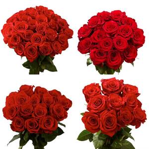 Globalrose Fresh Red Roses for Mother's Day (100 Stems) freedom-medium ...