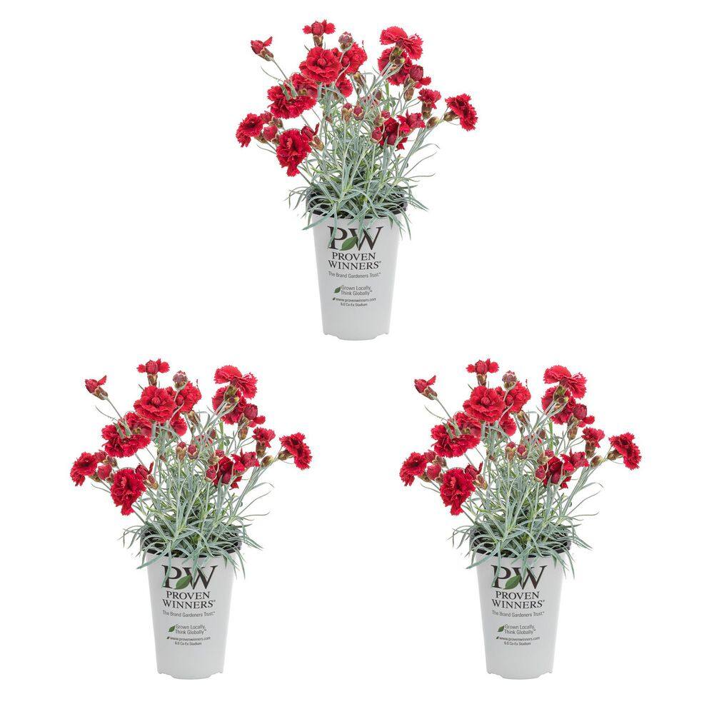METROLINA GREENHOUSES 2 qt. Dianthus Fruit Punch Maraschino Red ...