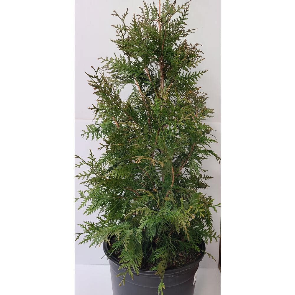 BELL NURSERY 3 Gal. Thuja Green Giant Evergreen Holiday Shrub Plant ...