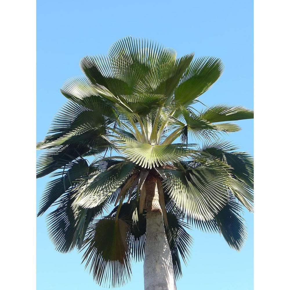 Wekiva Foliage Bailey Copernicia Palm-Live Plant in a 10 in. Pot ...