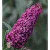 national PLANT NETWORK 2.5 qt. Buddleia Royal Red Flowering Shrub with ...