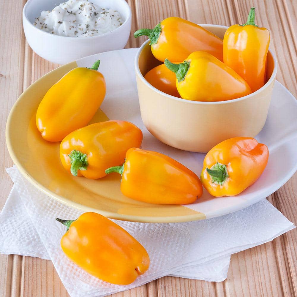 Bonnie Plants 19 oz. Orange Snack Size Pepper Plant 2112