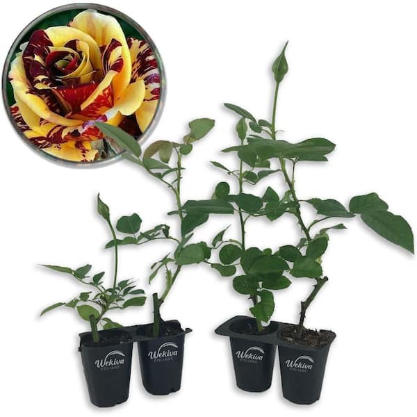 Wekiva Foliage Simsalabim Rose Bush-Live Starter Plant in a 2 Inch ...