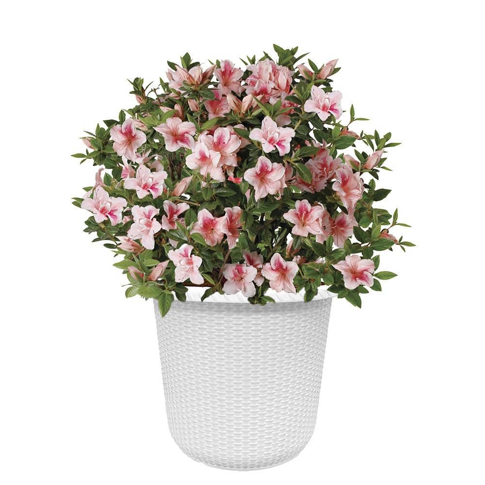 Reviews for ENCORE AZALEA 2 Gal. Autumn Bell Azalea Shrub with Pinkish ...