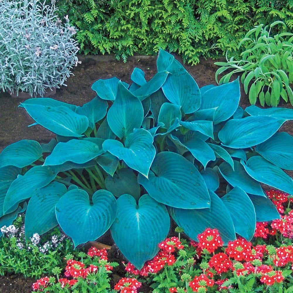 DIRECT GARDENING Canadian Blue Hosta, Dormant Bare Root Perennial ...