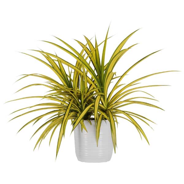 United Nursery Gold Striped Screwpine Pandanus Live Plant in 10 inch ...