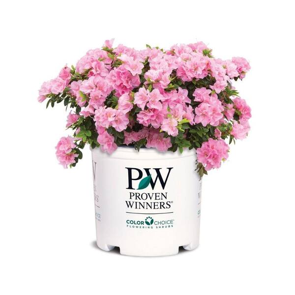 PROVEN WINNERS 2 Gal. Perfecto Mundo Double Pink Azalea Shrub with ...