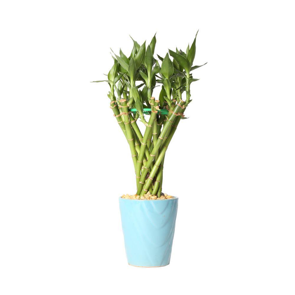 Costa Farms Medium Lucky Bamboo Tunnel Braid in 4.5 in. Samba Diamond ...