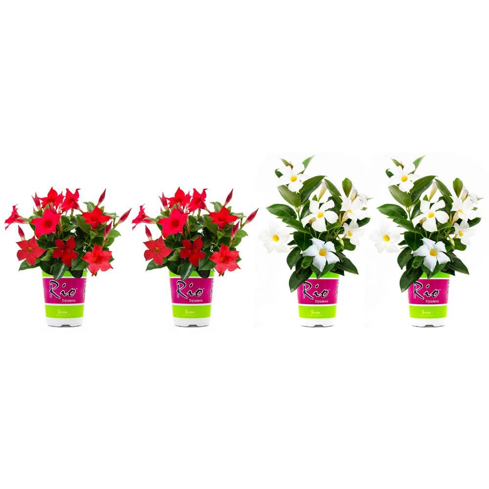 Rio 1.5 Pint Dipladenia Flowering Annual Shrub with Red and White ...