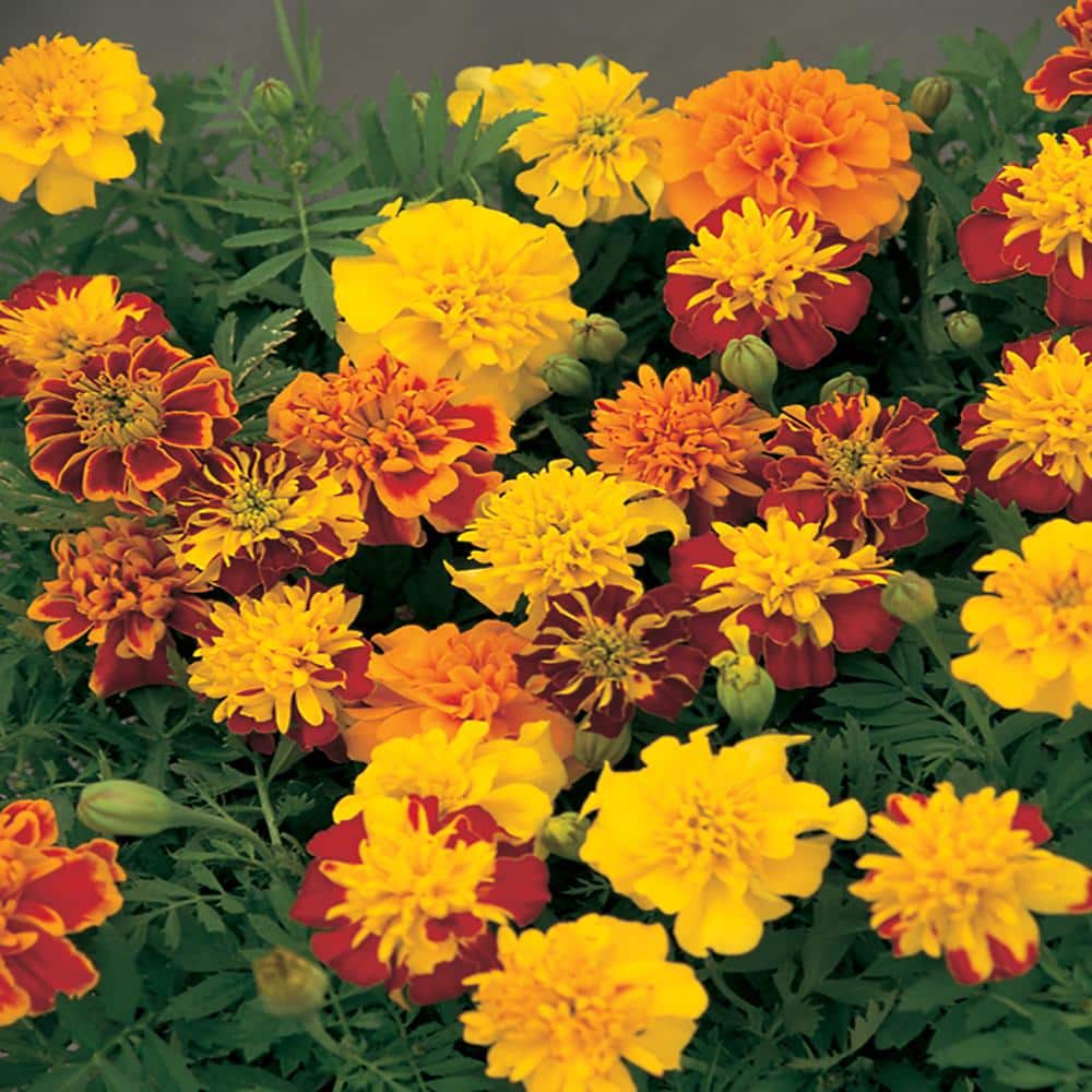 1.88-Pint Mixed Dwarf Marigold Plant (8-Pack) 1541 - The Home Depot