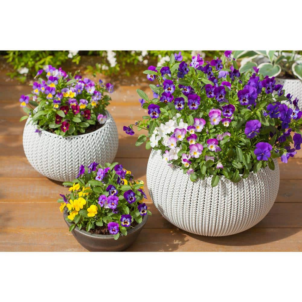 BELL NURSERY 6 in. Pansy Mix Annual Live Plant (2-Pack) PANSY6MIX2PK - The Home Depot