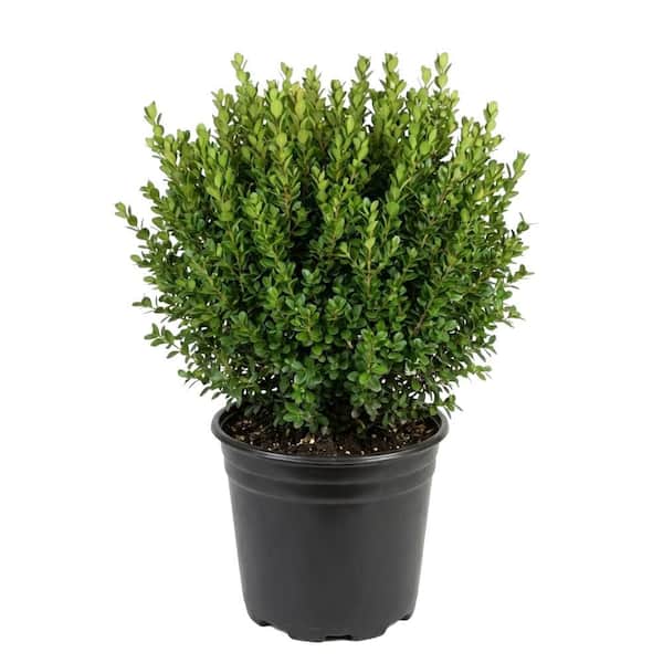 BELL NURSERY 3 Gal. Calgary Boxwood (Buxus Sempervirens) Live Evergreen ...