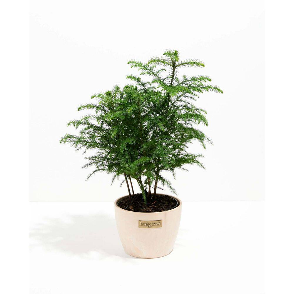 LIVELY ROOT 6 in. Holiday Norfolk Island Pine in Macadamia Eco Pot ...