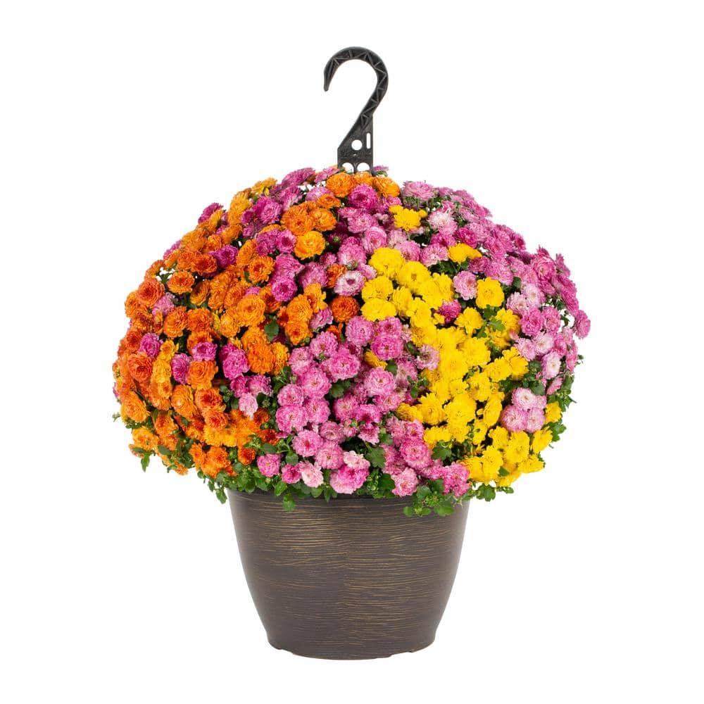 Metrolina Greenhouses 1.75 Gal. Vigoro Assorted Color Mum Chrysanthemum ...