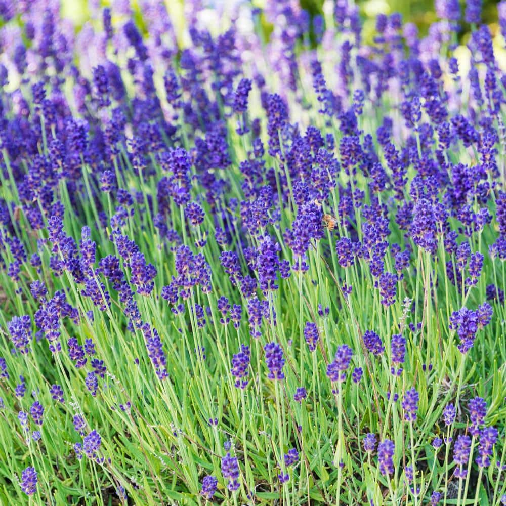 DIRECT GARDENING 1 Gal. Pot, Phenomenal Lavender Flowering Potted ...