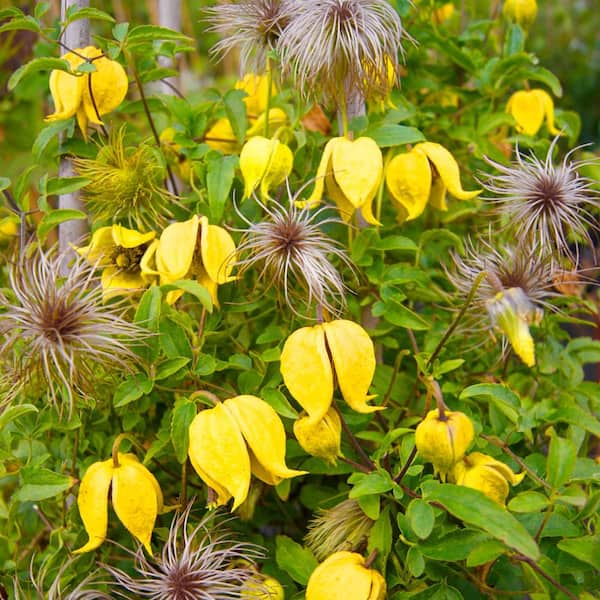 Direct Gardening Little Lemons Clematis Vine Collection Dormant Bare ...