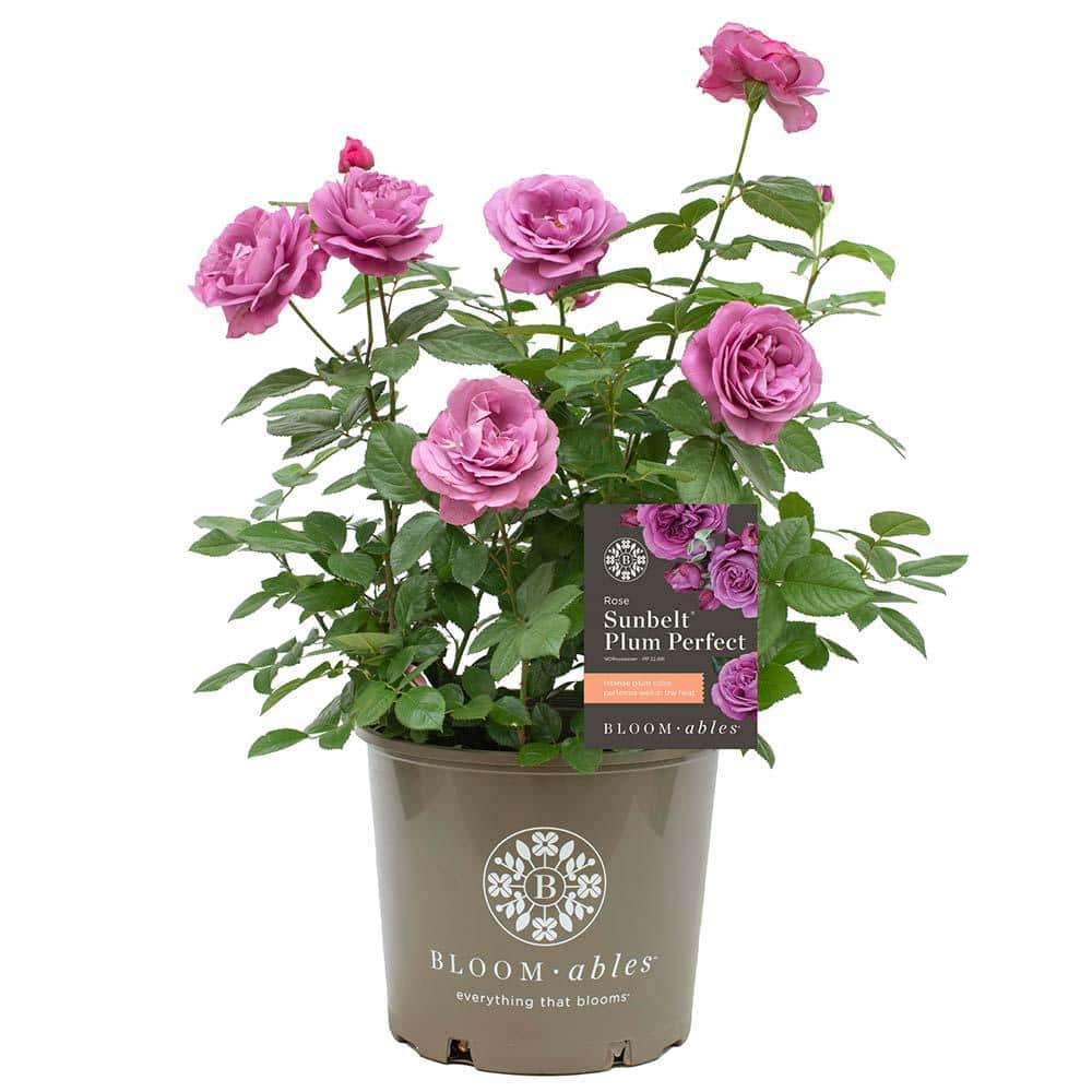 BLOOMABLES 2 Gal. Bloomables Sunbelt Plum Perfect Rose Bush with Purple ...