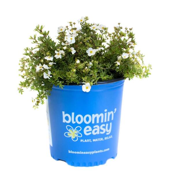 BLOOMIN' EASY 2 Gal. Bella Bianca Potentilla Live Shrub, Pure White ...