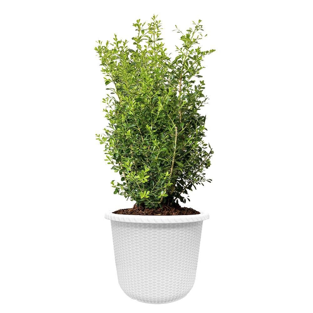 BETTER BOXWOOD 2 Gal. Skylight Boxwood Shrub in Decorative Container ...