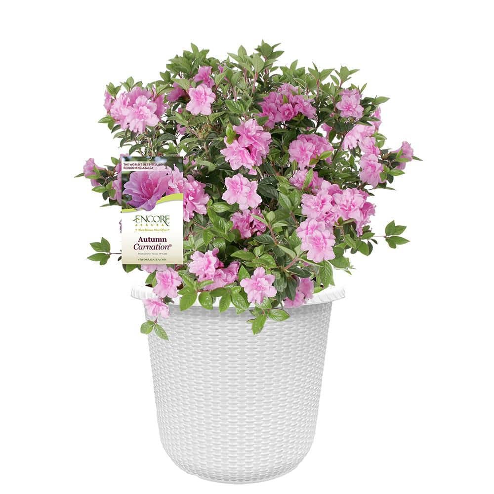 ENCORE AZALEA 2 Gal. Autumn Carnation Azalea Shrub with Semi Double ...