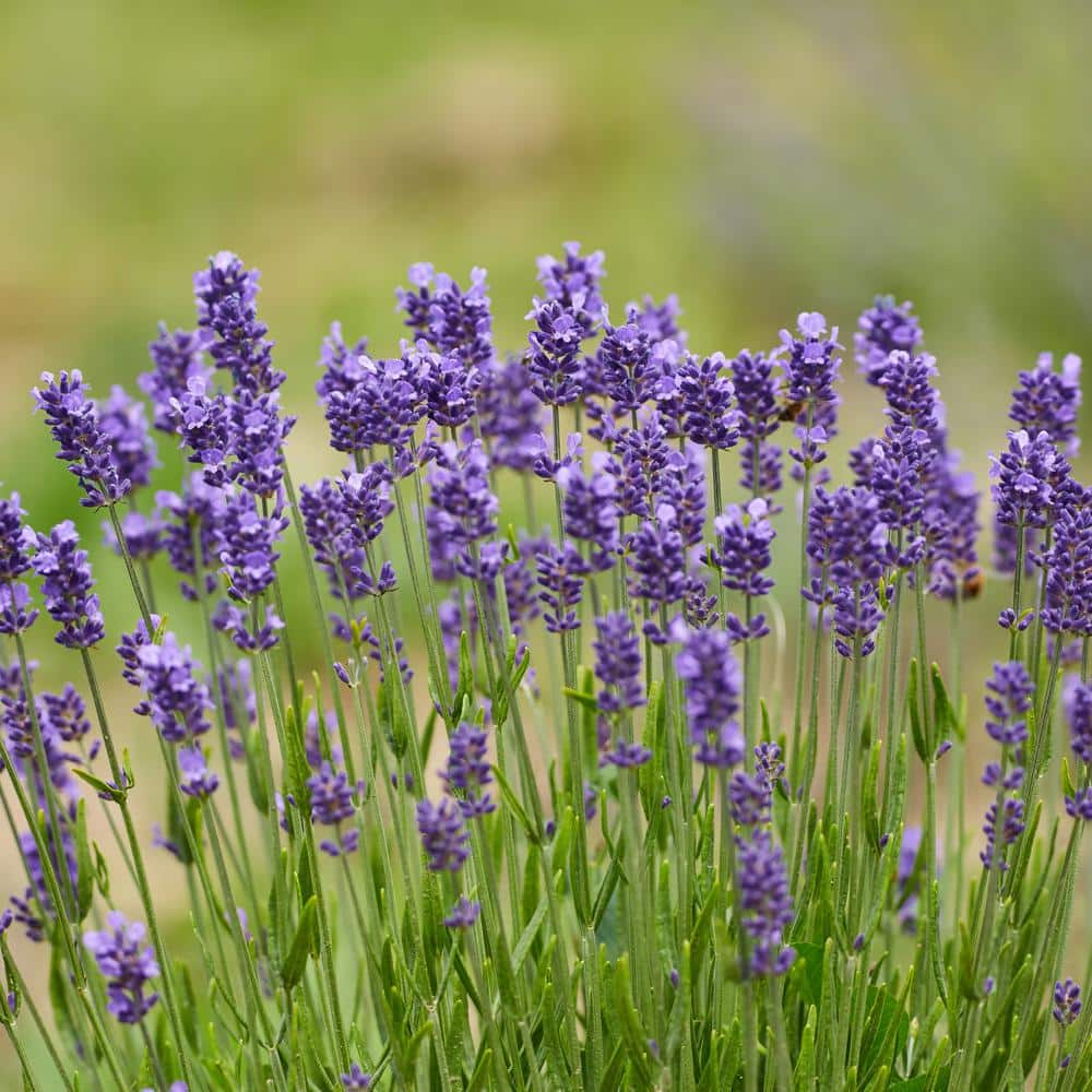 national PLANT NETWORK 3.25 in. Lavender Super Blue Plant (3-Pack ...