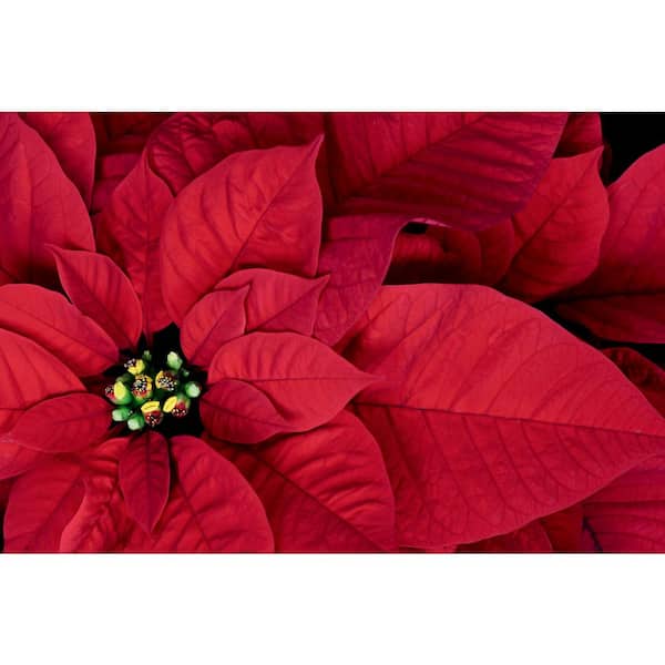 ALTMAN PLANTS 12 in. Classic Poinsettia with Pansy Mix Holiday Plant ...