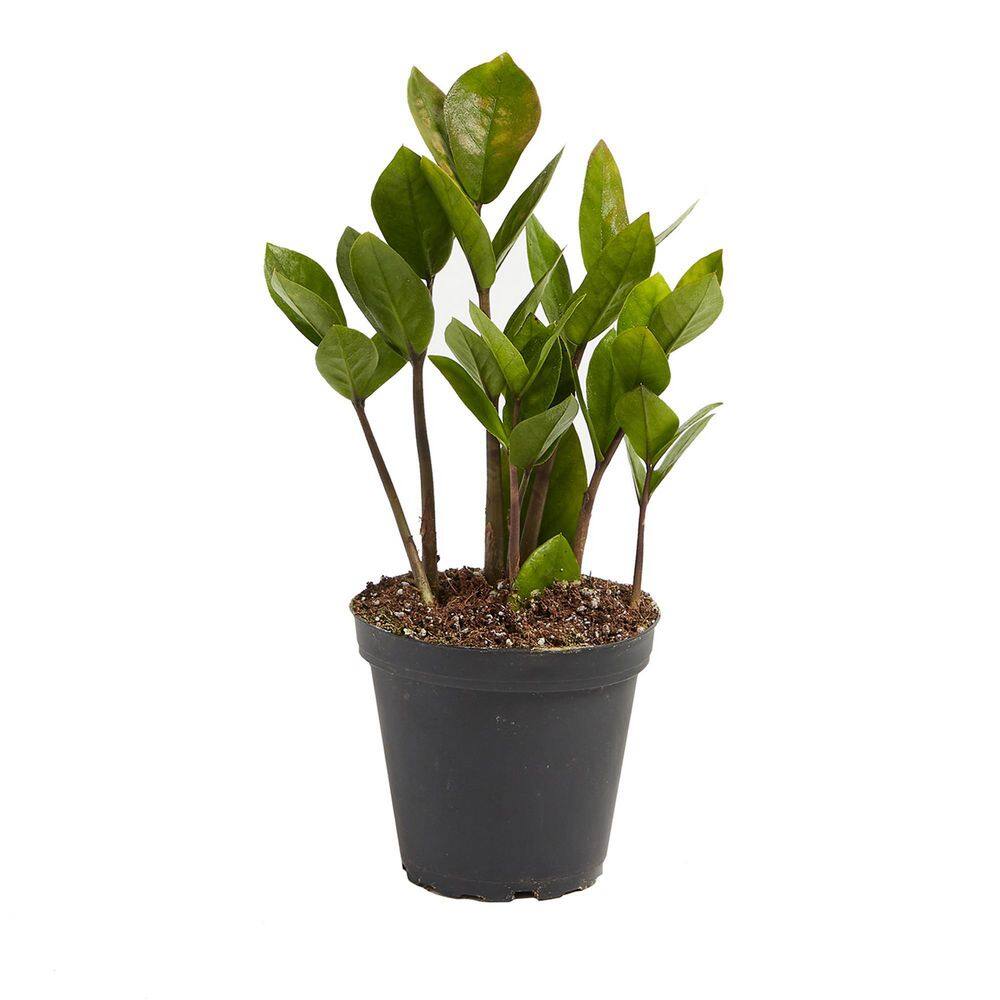 LIVELY ROOT ZZ Plant (Zamioculcas Zamiifolia) Plant in 6 in. Grower Pot ...