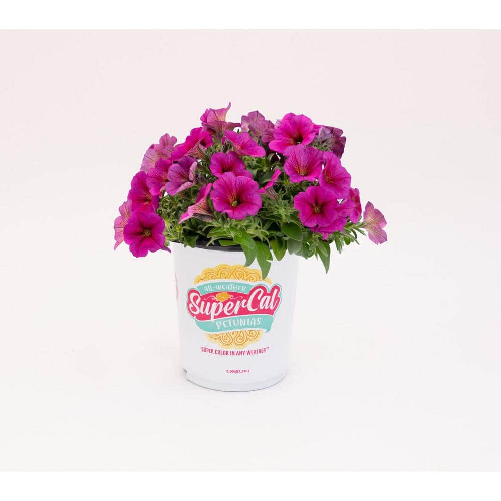 SUPERCAL 2.5 Qt. Purple Dawn Premium SuperCal Petunia Outdoor Annual ...