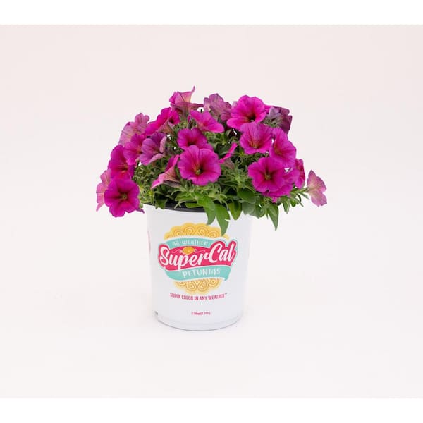 SUPERCAL 2.5 Qt. Purple Dawn Premium SuperCal Petunia Outdoor Annual ...