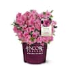 ENCORE AZALEA 1 Gal. Autumn Carnival Azalea Shrub with Fluorescent Pink ...