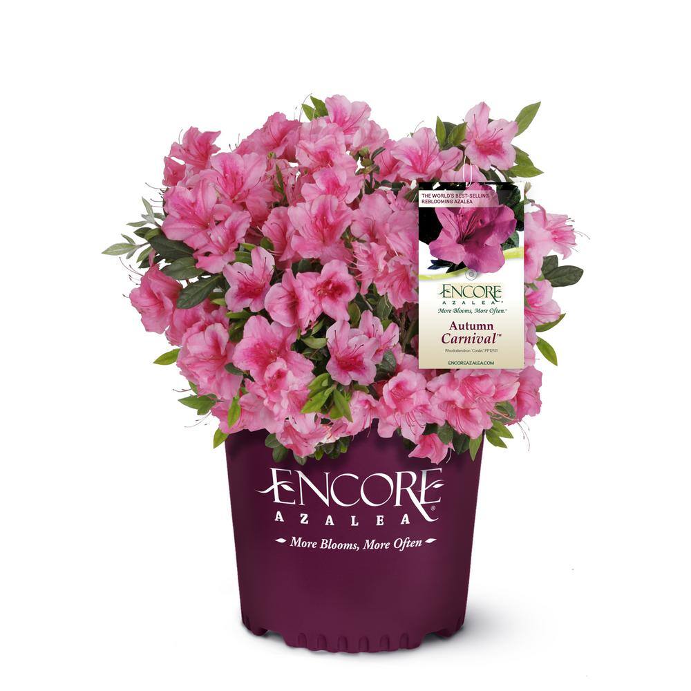 ENCORE AZALEA 1 Gal. Autumn Carnival Azalea Shrub with Fluorescent Pink ...