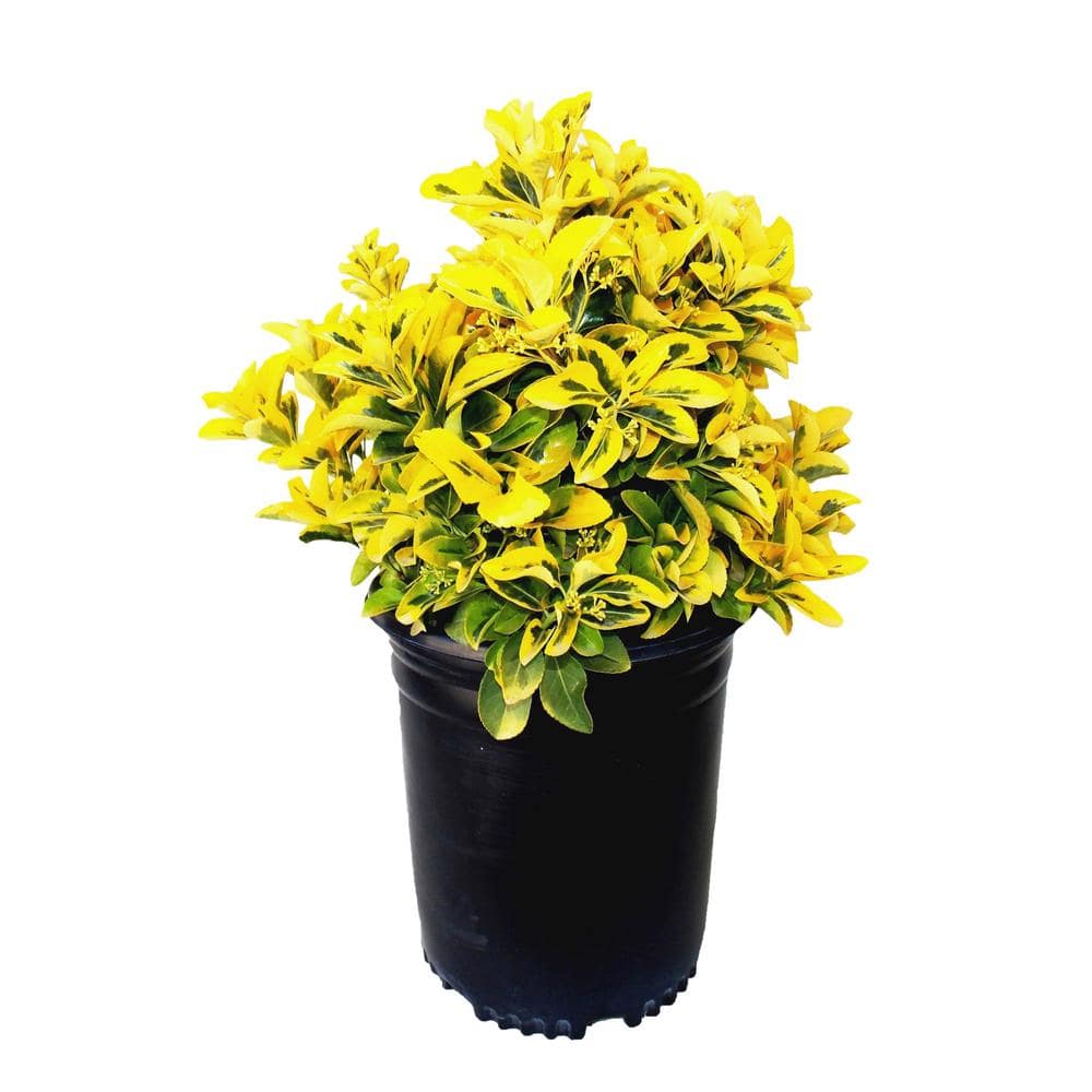 EVERDE GROWERS 5 Gal. Golden Euonymus Shrub Plant EUOJAF0005 - The Home ...