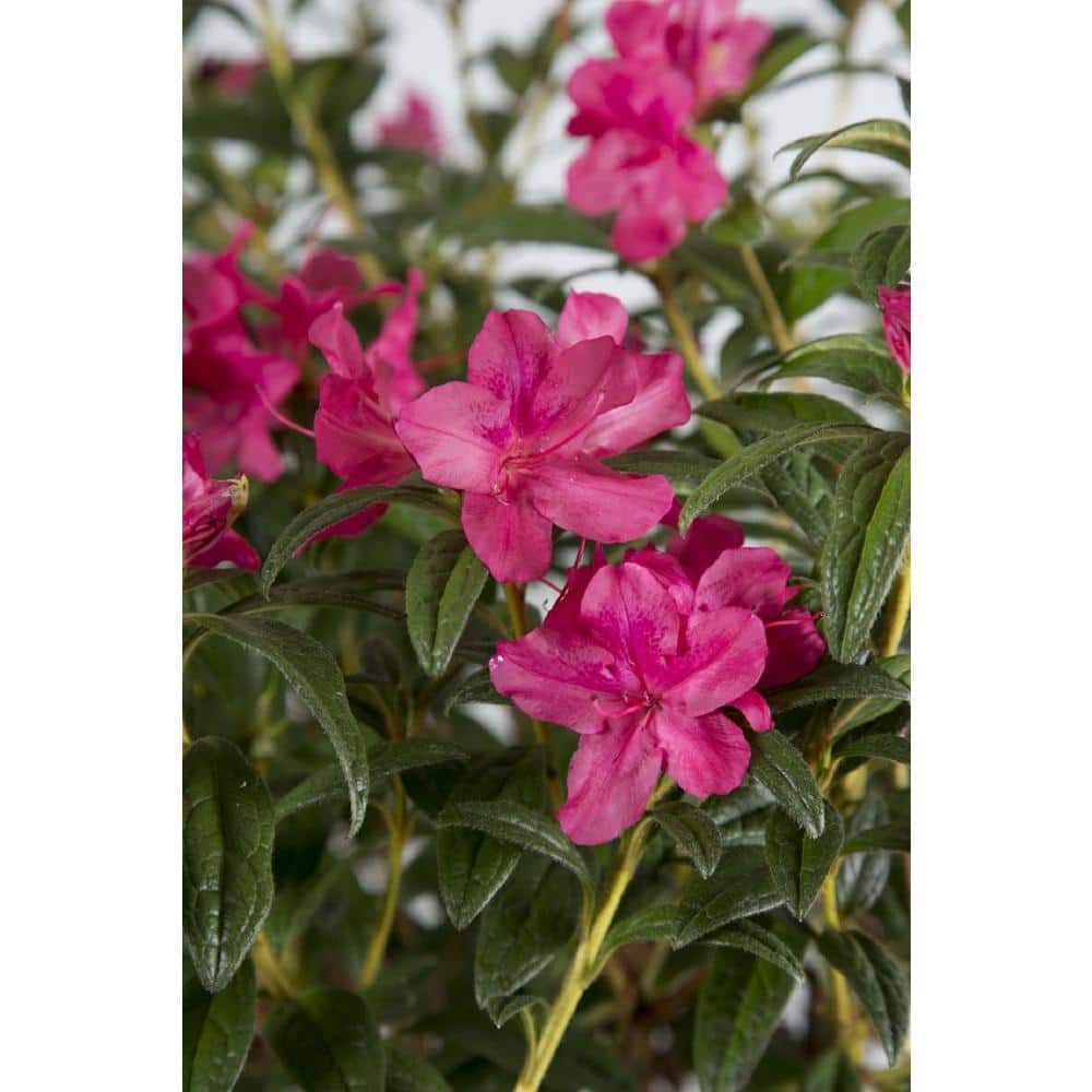 Reviews for ENCORE AZALEA 2 Gal. Autumn Jewel Shrub with Small Magenta ...
