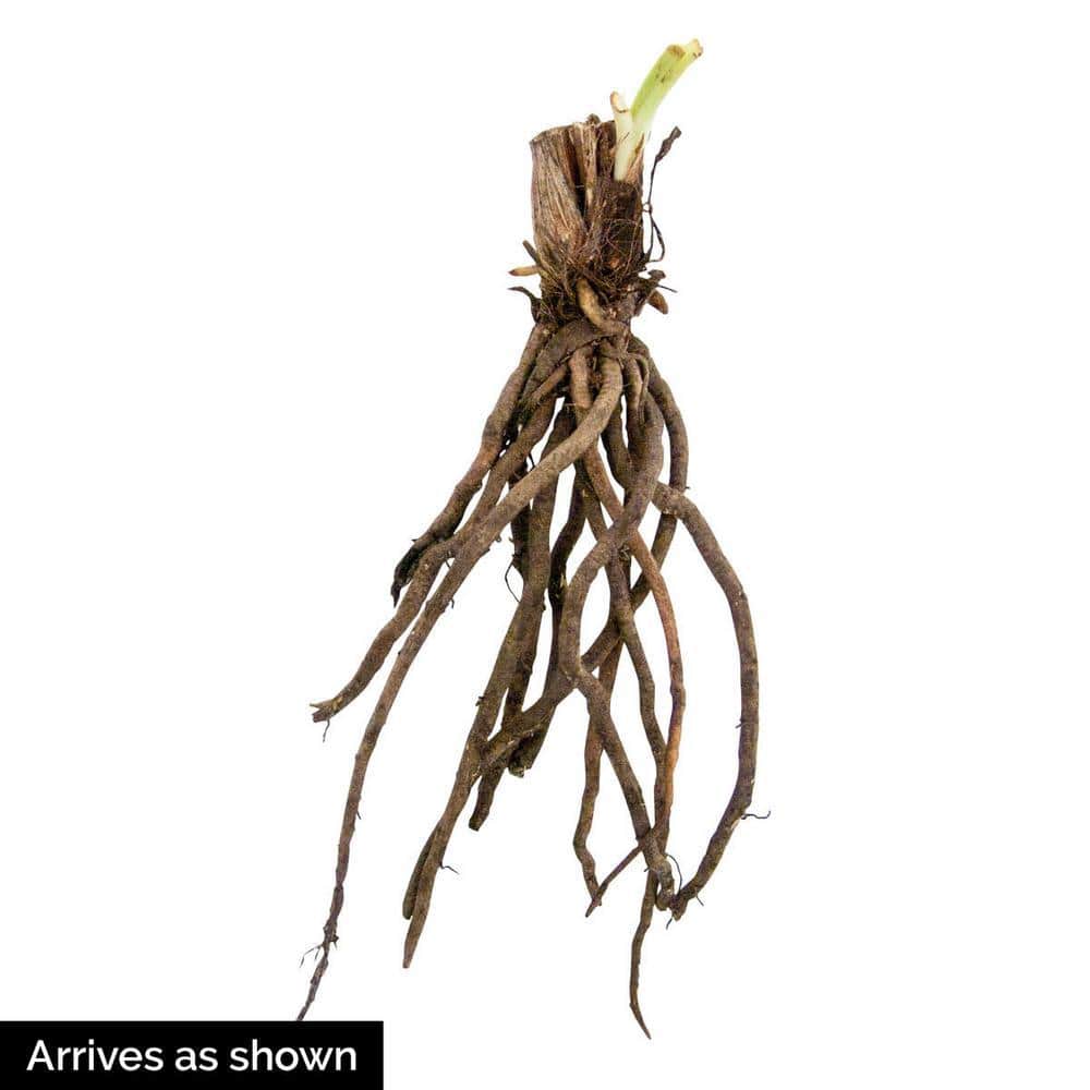 Reviews for DIRECT GARDENING Yellow Flowers Stella D'Oro Daylily ...