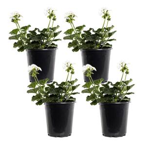 2.5-Qt. #1 Red Geranium Plant (4-Pack) GERSAVRR8-GP4 - The Home Depot