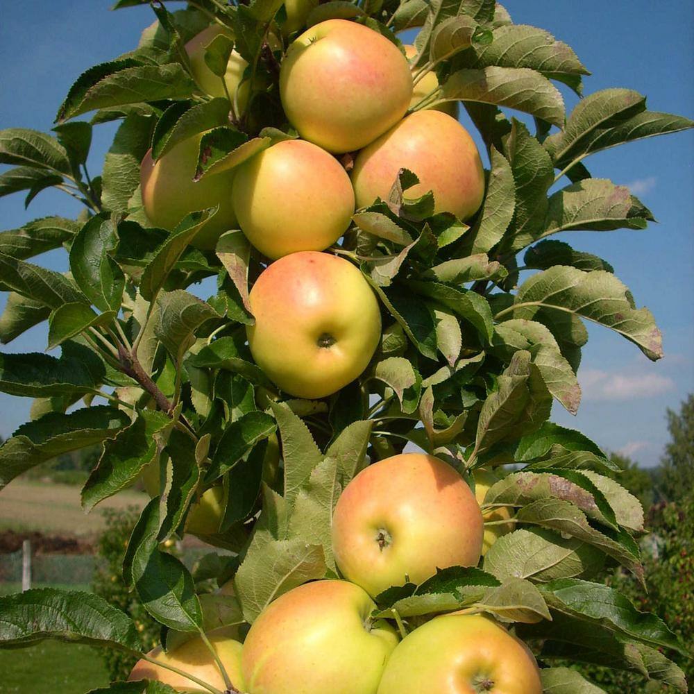 Gardens Alive! Golden Treat Urban Apple Live Bareroot Starter Fruit ...