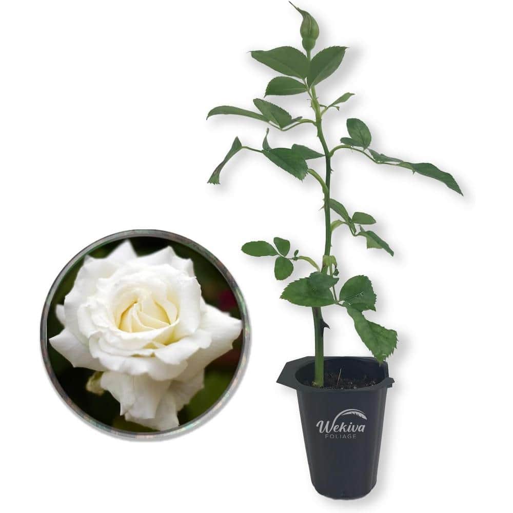 Wekiva Foliage Pope John Paul II Rose Bush-Live Starter Plant in a 2 ...