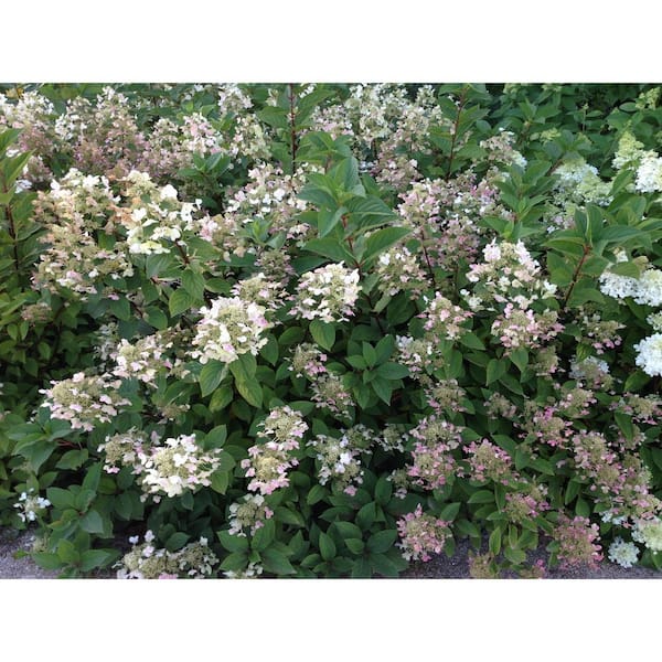 3.58 Gal. Hydrangea Fire and Ice Shrub 1001709143 - The Home Depot