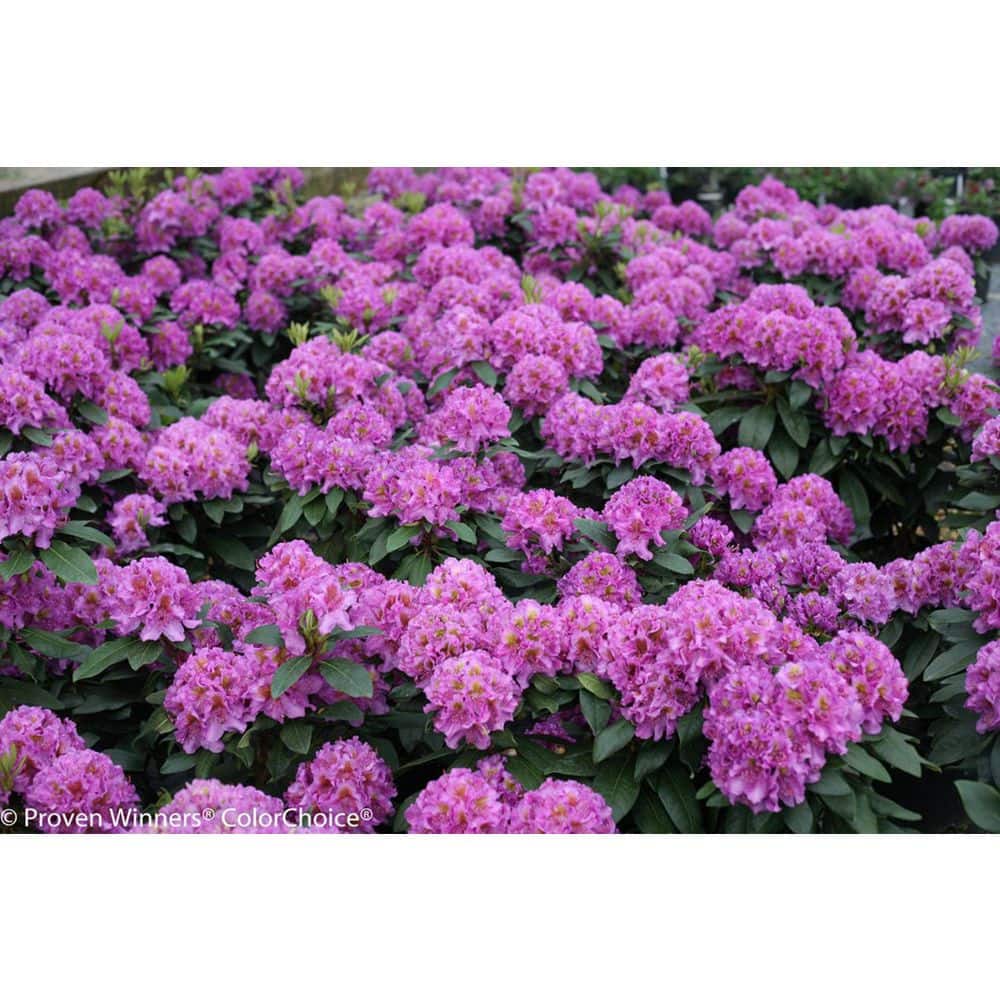 PROVEN WINNERS 2 Gal. Dandy Man Purple Rhododendron Live Flowering ...
