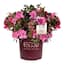ENCORE AZALEA 1 Gal. Autumn Sangria Shrub with Pink Flowers 10390 - The ...
