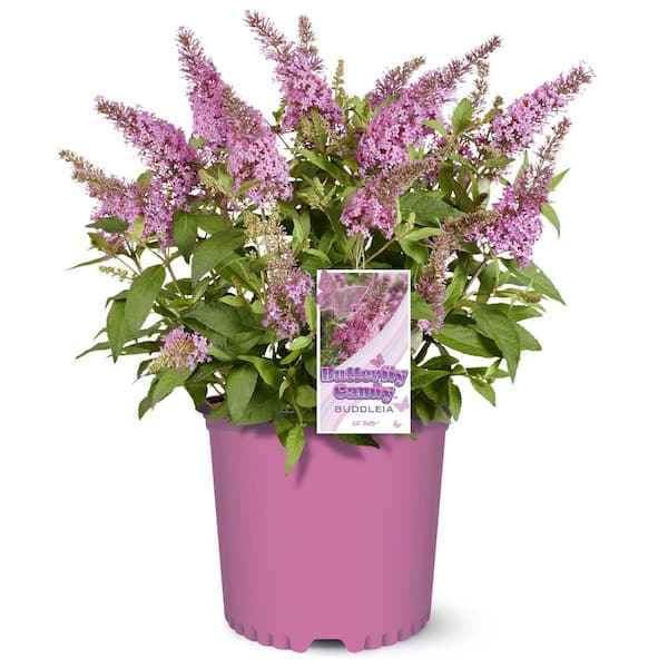 BUTTERFLY CANDY 2.5 QT. Lil' Taffy Butterfly Bush (Buddleia) Live Shrub ...