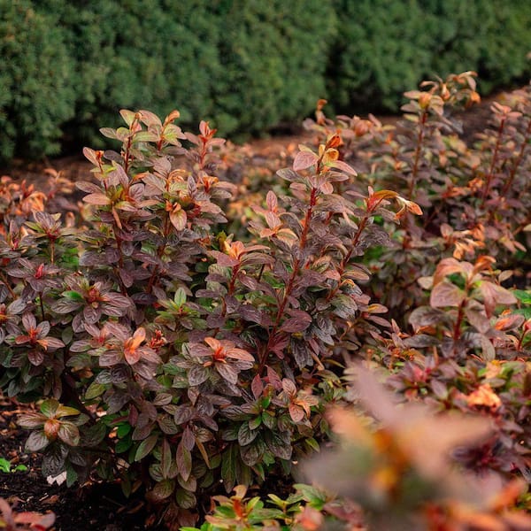 DIRECT GARDENING 2 Gal. Pot, Ever After Ruby Red Flowering Azalea Shrub ...
