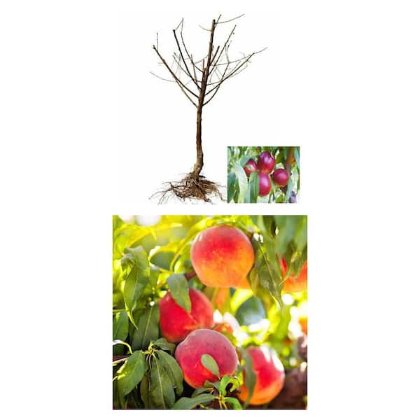 Nectarine Tree - Fruit Trees - The Home Depot