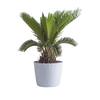 Vigoro Sago Palm Indoor Plant in 6 in. White Decor Planter, Average ...
