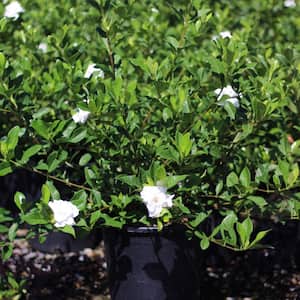 SOUTHERN LIVING 2 Gal. Fool Proof Gardenia, Evergreen Shrub with Pure ...